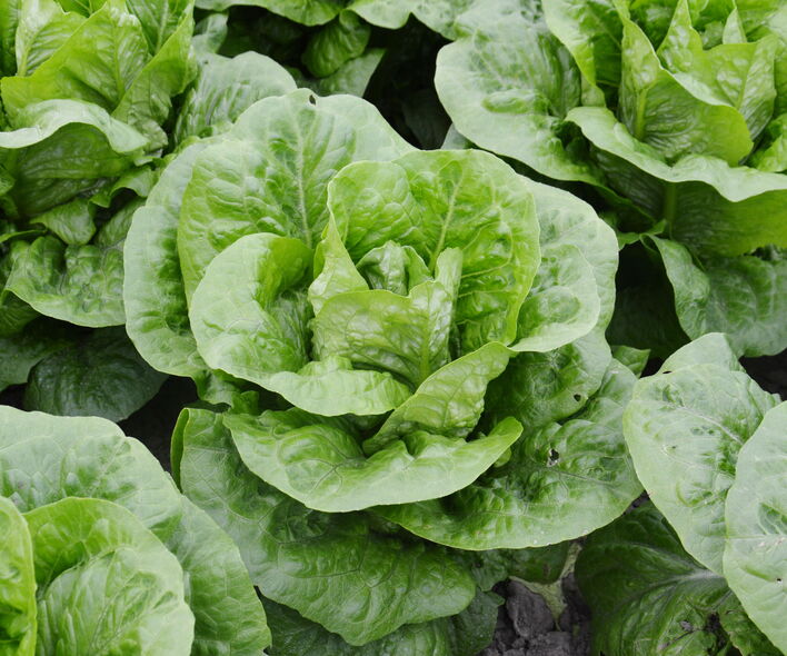 Romeinse sla (Bindsla) | Allegrow