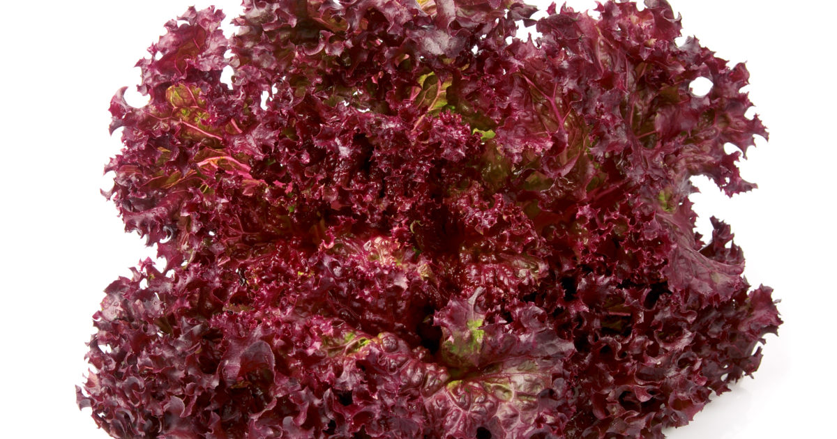 Lollo rossa | Allegrow