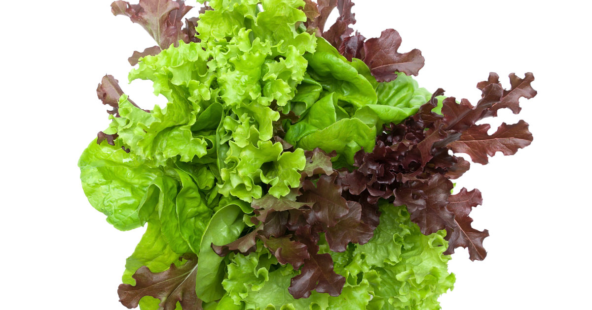 Sla soorten | Allegrow