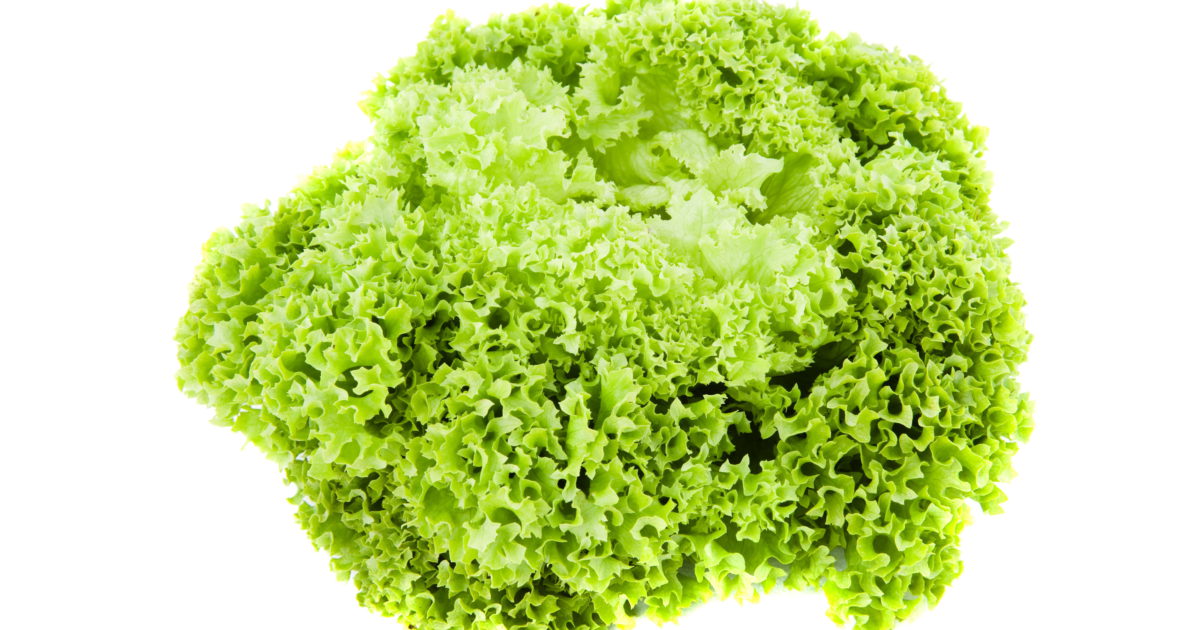 Lollo verto (groene krulsla) | Allegrow