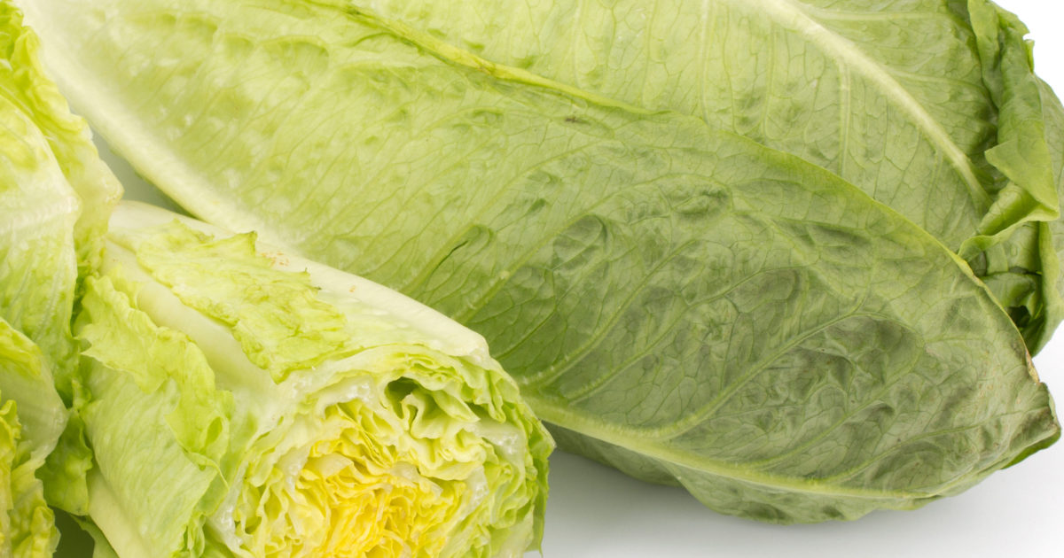 Romeinse sla (Bindsla) | Allegrow